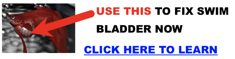 Swim Bladder Disease Betta: How To Identify Symptoms, Treat It, Get a ...