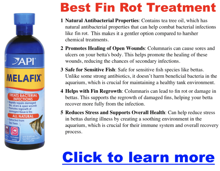 Betta Fish Fin Rot: Fin Loss, Symptoms, Causes & Treatment – Wild Betta ...