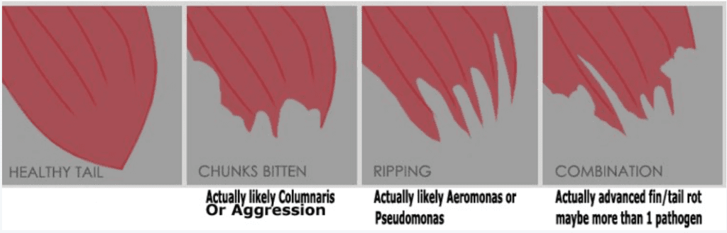 Betta Fish Fin Rot: Fin Loss, Symptoms, Causes & Treatment – Wild Betta ...