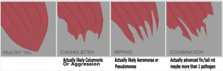 Betta Fish Fin Rot: Fin Loss, Symptoms, Causes & Treatment – Wild Betta ...