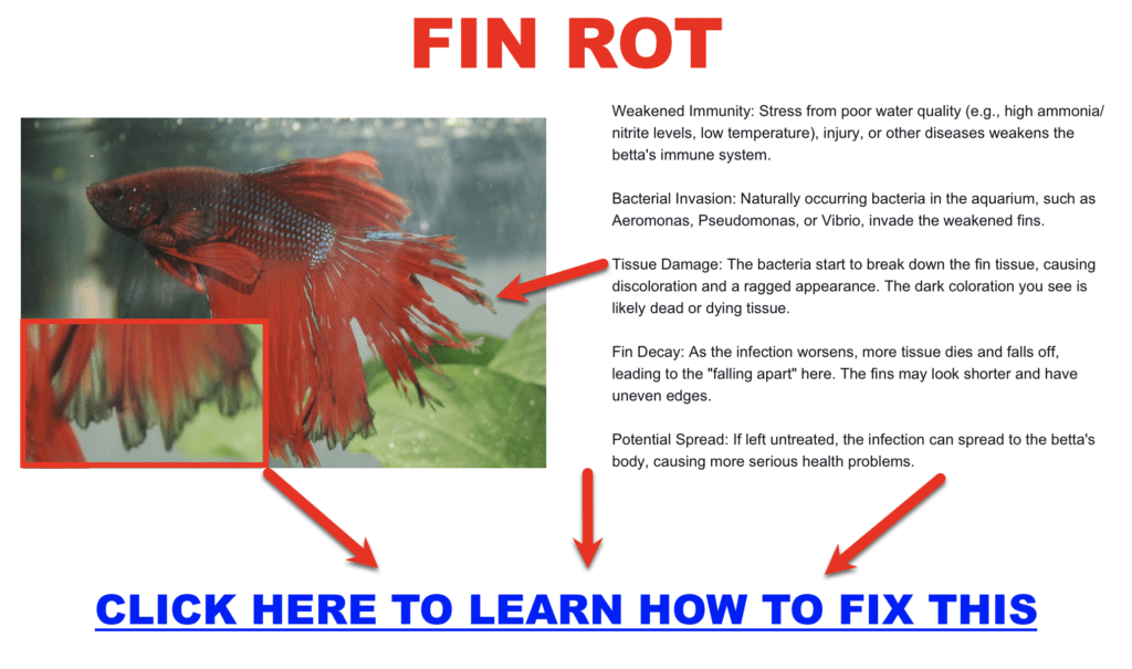 Betta Fish Fin Rot: Fin Loss, Symptoms, Causes & Treatment – Wild Betta ...