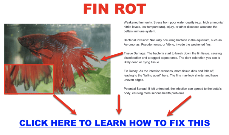 Betta Fish Fin Rot: Fin Loss, Symptoms, Causes & Treatment – Wild Betta ...