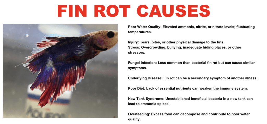Betta Fish Fin Rot: Fin Loss, Symptoms, Causes & Treatment – Wild Betta ...