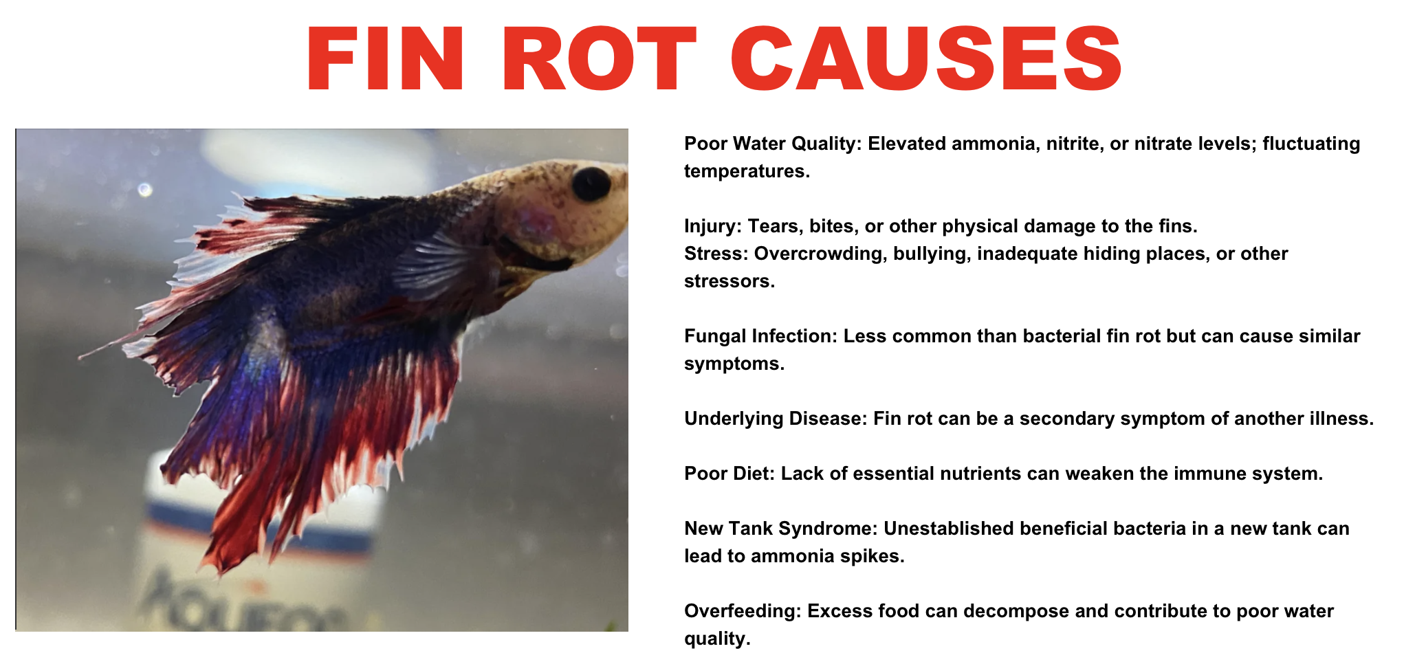 Betta Fish Fin Rot: Fin Loss, Symptoms, Causes & Treatment – Wild Betta ...