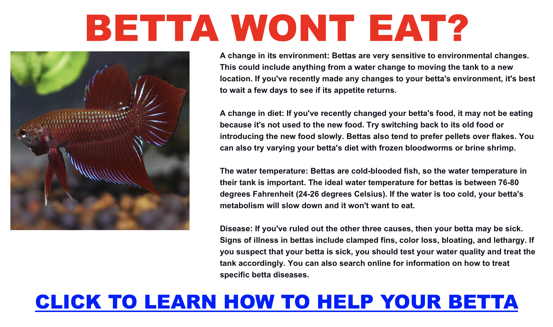 Why Won’t My Betta Fish Eat & Acting Lethargic – Wild Betta Blog | How ...