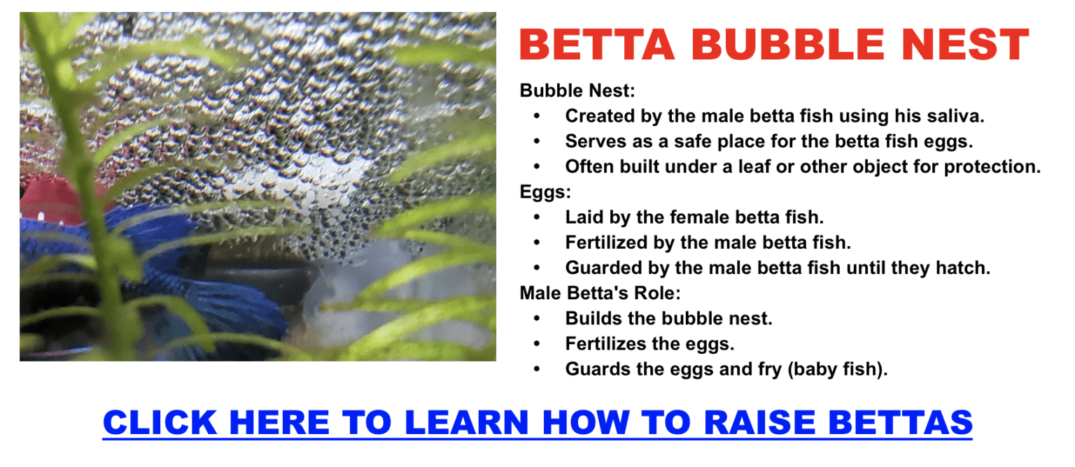 Betta Fish Eggs 101: Size, Appearance, Hatching Time & More – Wild ...