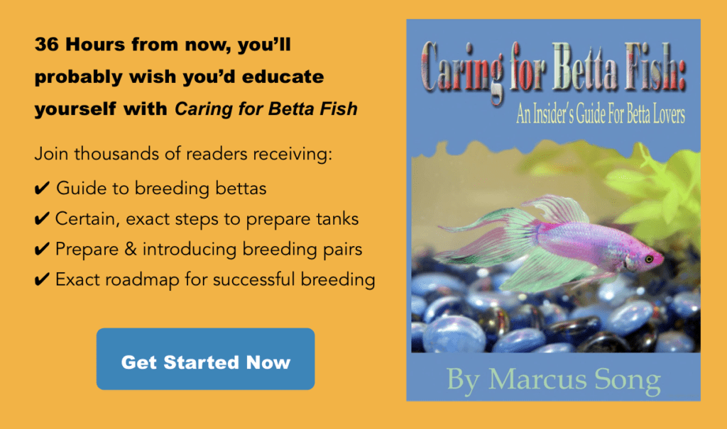 Betta Fish Eggs 101: Size, Appearance, Hatching Time & More – Wild ...