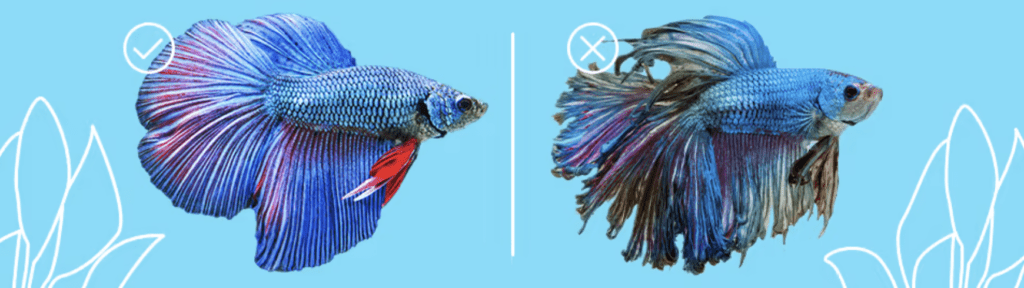 Betta Fish Care Sheet – Wild Betta Blog | How To Take Care of a Betta Fish