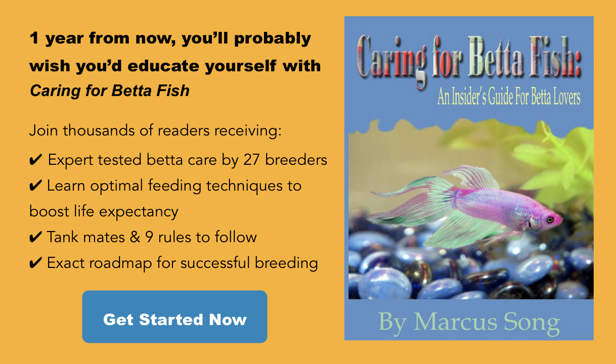 Betta imbellis (The peaceful Betta) – Full Care Guide – Wild Betta Blog ...