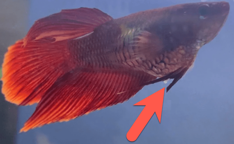 Betta Fish Eggs 101: Size, Appearance, Hatching Time & More – Wild ...