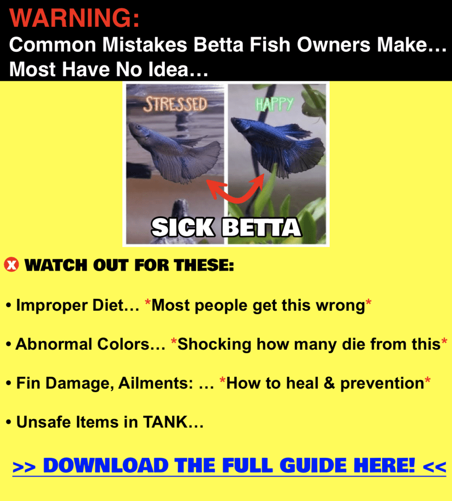 Betta Losing Color: Causes, What To Do To Fix – Wild Betta Blog | How ...