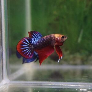 Betta imbellis (The peaceful Betta) – Full Care Guide – Wild Betta Blog ...