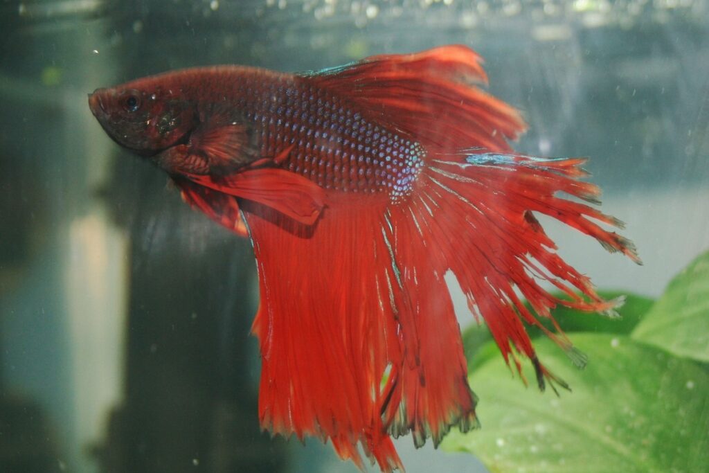Betta Fish Fin Rot: Fin Loss, Symptoms, Causes & Treatment – Wild Betta ...