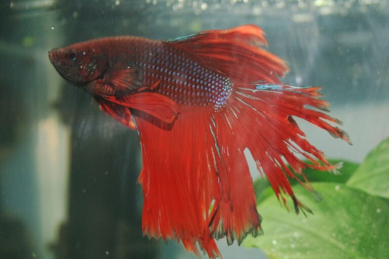 Betta Fish Fin Rot: Fin Loss, Symptoms, Causes & Treatment – Wild Betta ...