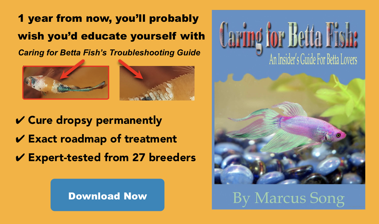 What Is Betta Fish Dropsy & How To Treat It – Wild Betta Blog | How To ...