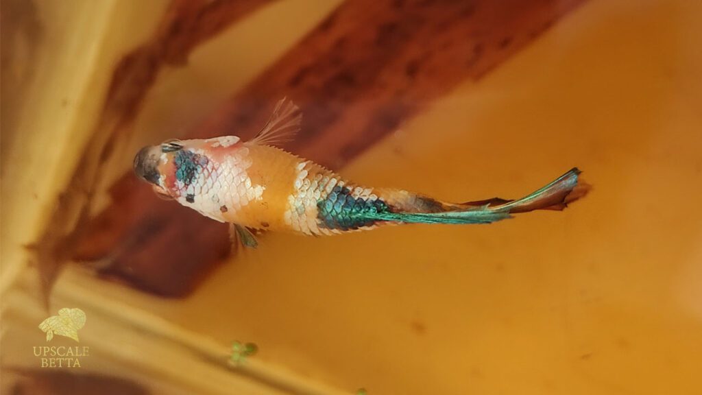 What Is Beta Fish Dropsy & How To Treat It – Wild Betta Blog | How To ...