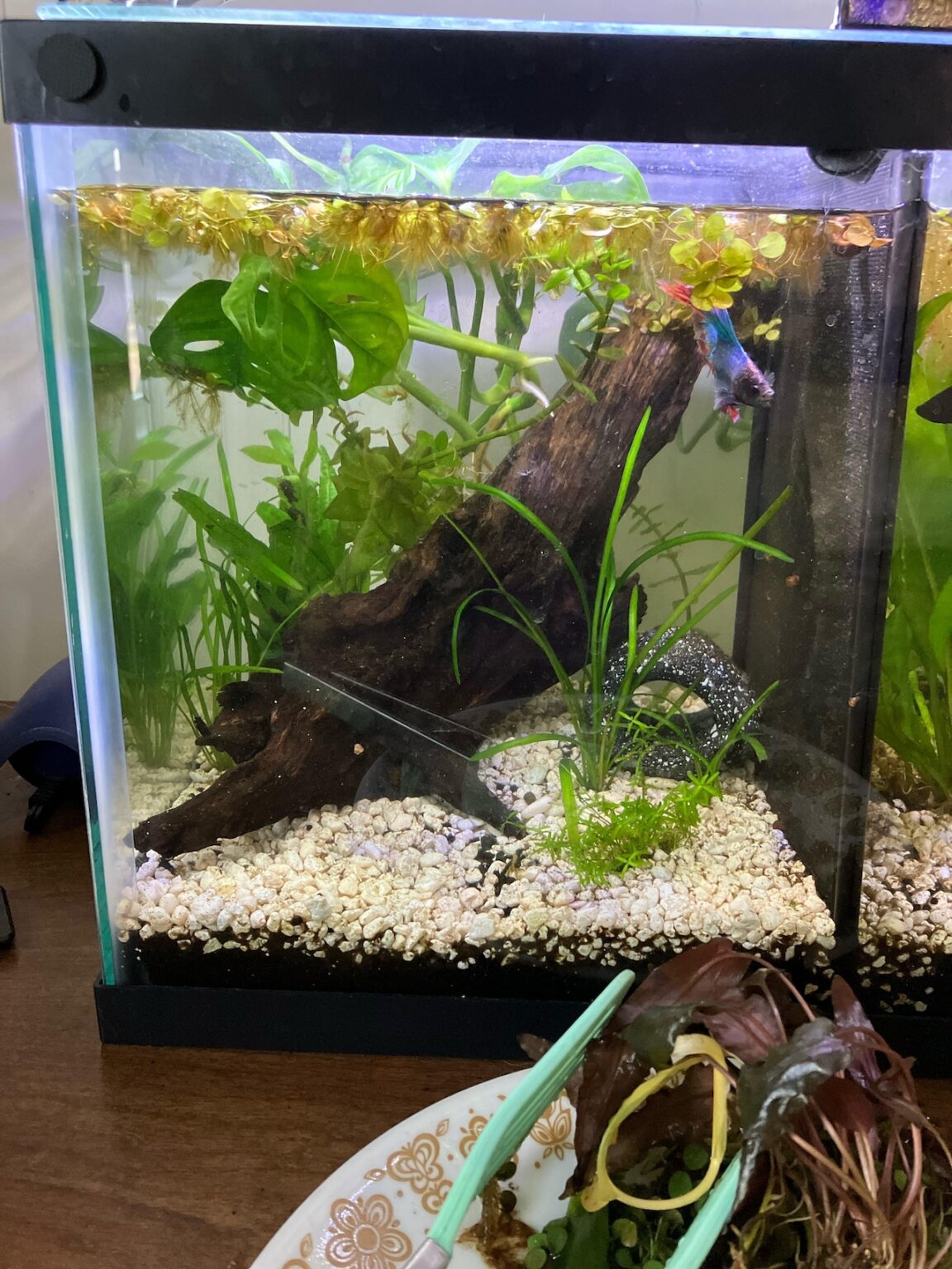 How To Clean a Betta Fish Tank For Beginners – Wild Betta Blog | How To ...