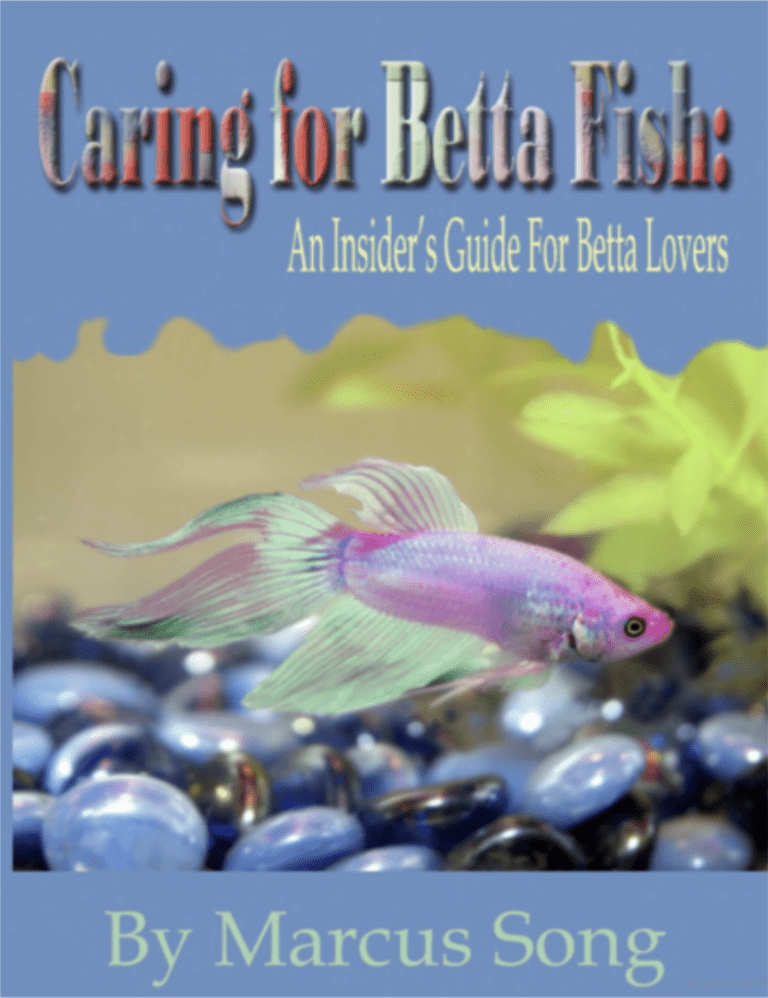 Wild Betta Fish Care Guide 101 for Beginners: Food, Tank, Habitat ...