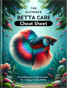 Betta Care Cheat Sheet – Wild Betta Blog | How To Take Care of a Betta Fish