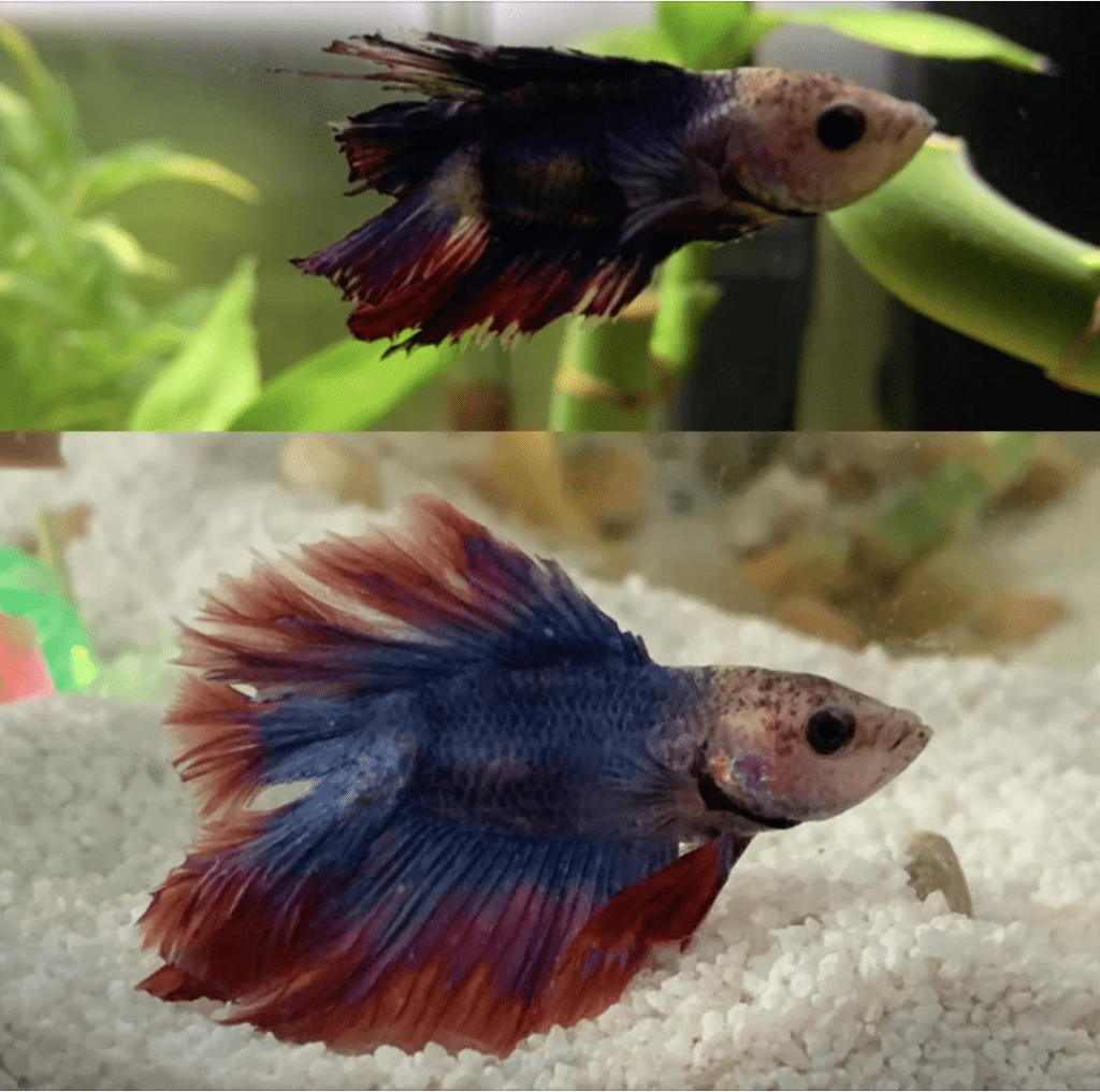 Betta Fish Fin Rot: Fin Loss, Symptoms, Causes & Treatment – Wild Betta ... Betta Fish Fin Rot: Fin Loss, Symptoms, Causes & Treatment – Wild Betta ...