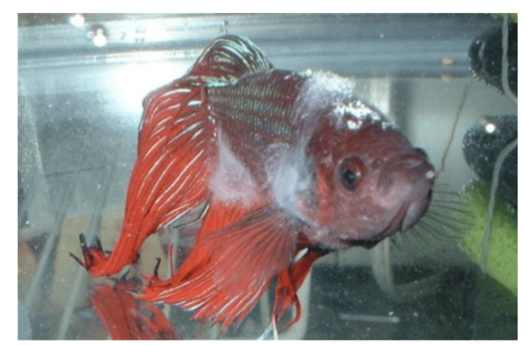 Columnaris Treatment, Symptoms, & Disease – Wild Betta Blog | How To ...
