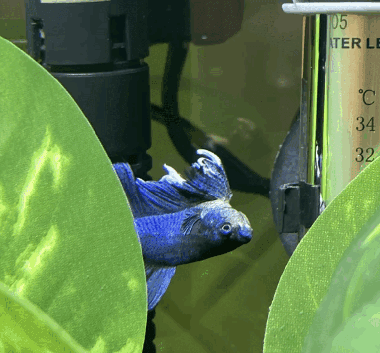 Why Is Your Betta Fish Floating Upside Down? The Shocking Truth Behind ...